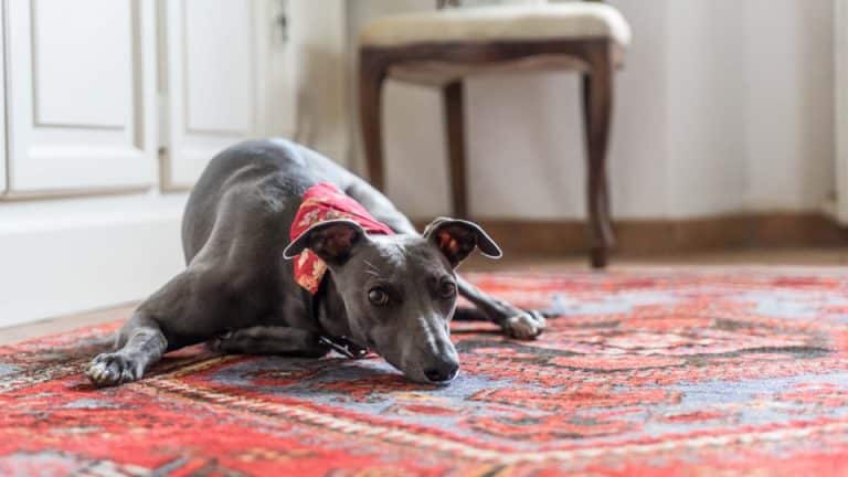 How to Incorporate Traditional Rugs into Modern Spaces - Shenasi Carpet